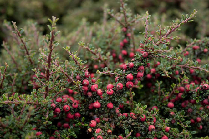 Flori perene - Laur | planteperene.ro