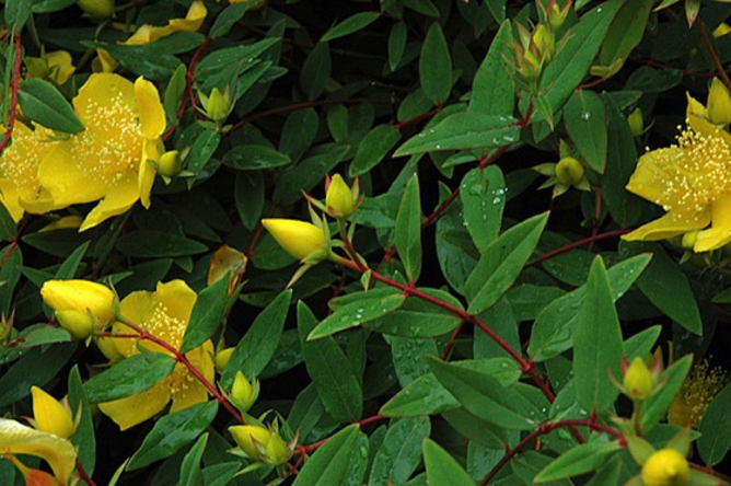 Flori perene - | planteperene.ro