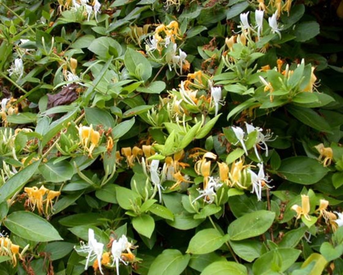 Flori perene - caprifoi japonez replicas hublot