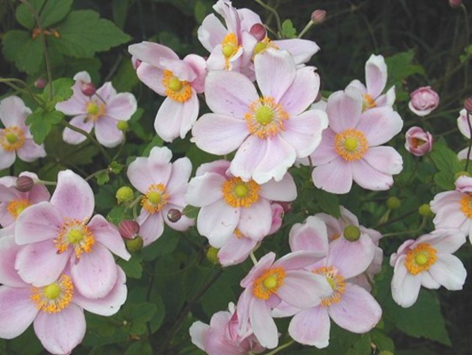 Flori perene - anemona | planteperene.ro