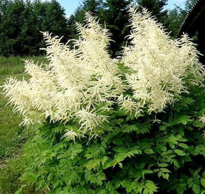 Flori perene - barba caprei | planteperene.ro