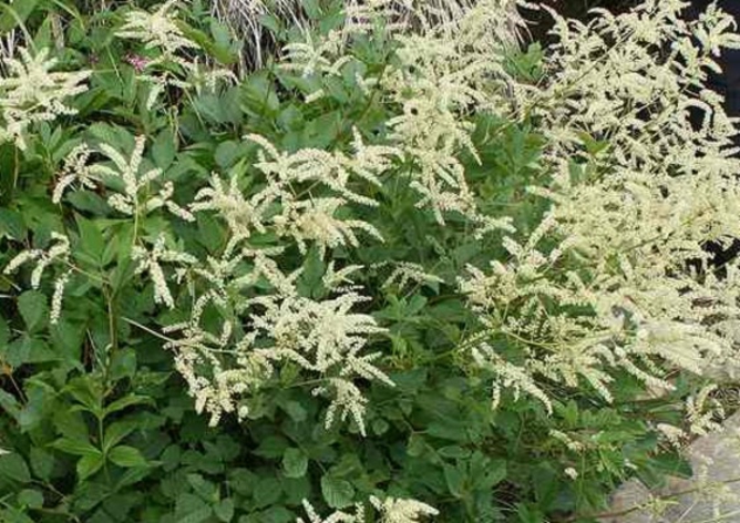 Flori perene - barba caprei | planteperene.ro