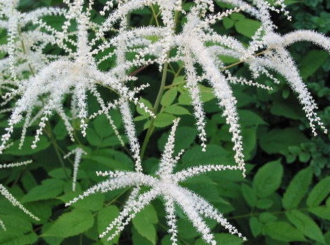 Flori perene - barba caprei | planteperene.ro