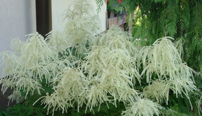 Flori perene - barba caprei | planteperene.ro