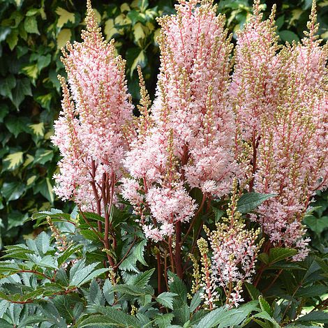 Flori perene - astilbe | planteperene.ro