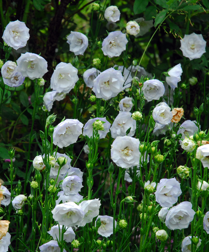 Flori perene - clopoței cu flori duble | planteperene.ro