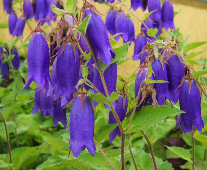 Flori perene - Campanula Sarastro | planteperene.ro