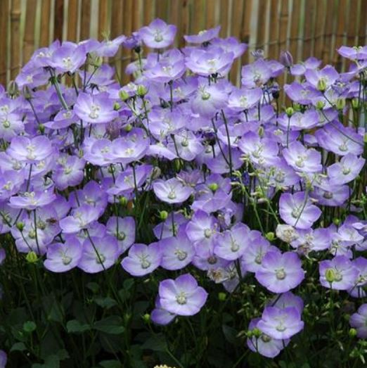Flori perene - Campanula Samantha | planteperene.ro