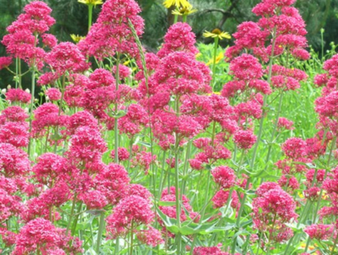 Flori perene - floarea strugurei | planteperene.ro