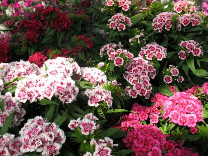 Flori perene - garoafă turcească | planteperene.ro