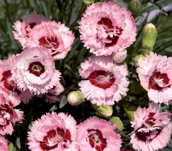 Flori perene - garofiță | planteperene.ro