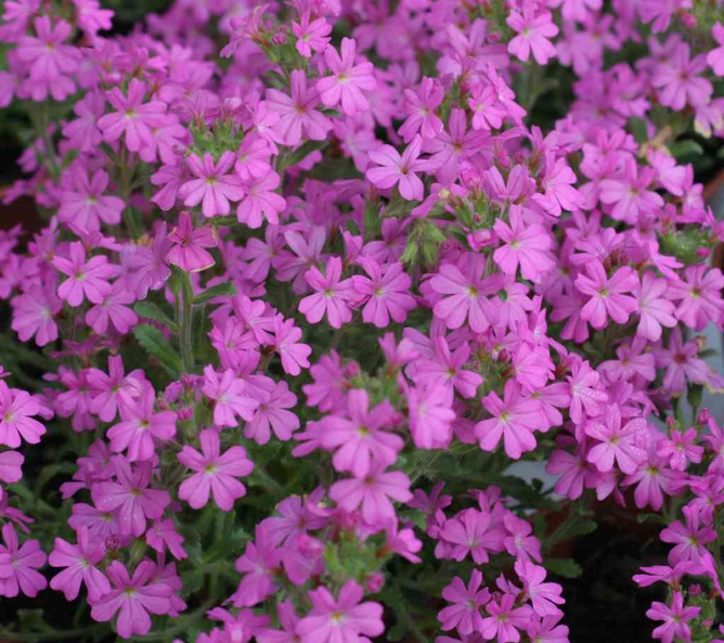 Flori perene - Floare zână | planteperene.ro