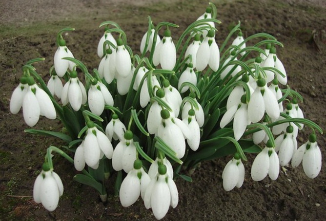 Flori perene - ghiocel | planteperene.ro