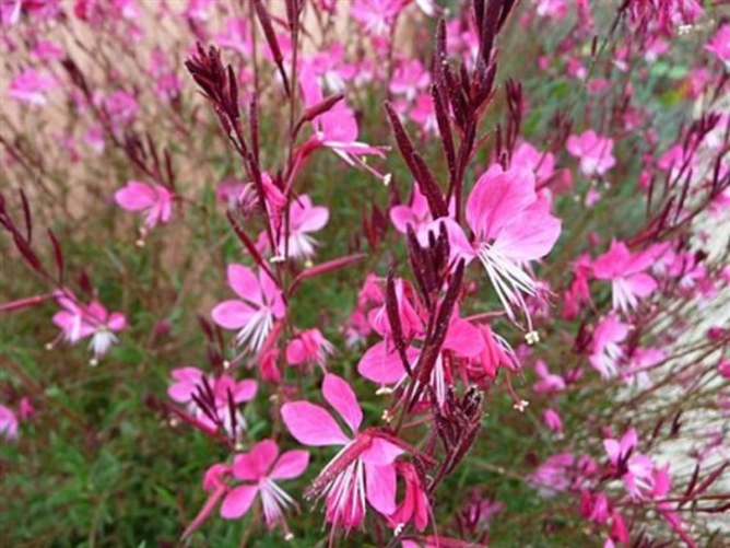 Flori perene - tufa lumânare | planteperene.ro