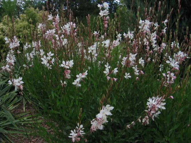 Flori perene - tufa lumânare | planteperene.ro