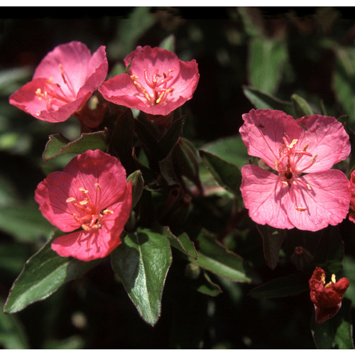 Flori perene - Luminiță | planteperene.ro