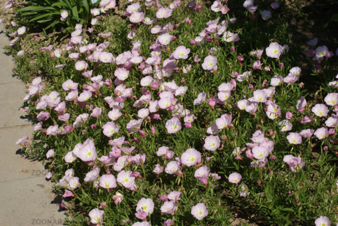 Flori perene - luminiţă de noapte | planteperene.ro