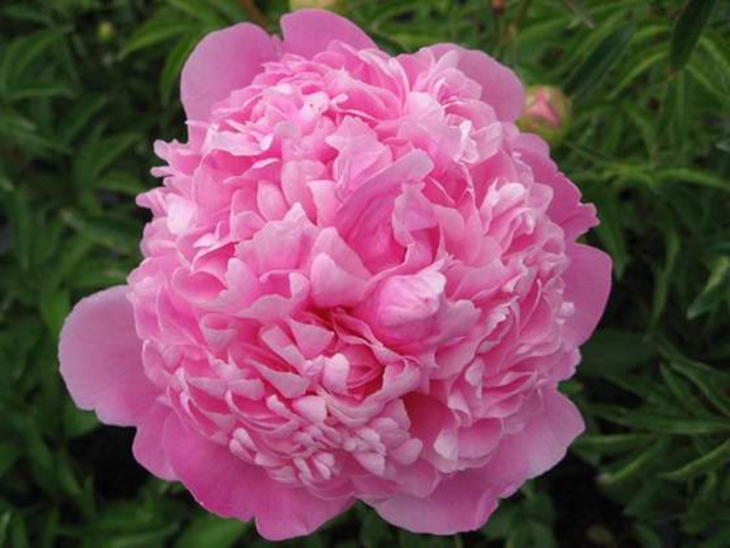 Flori perene - Bujor | planteperene.ro