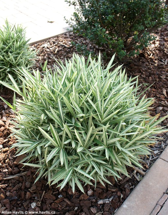 Flori perene - bambus pitic | planteperene.ro