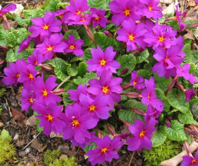 Flori perene - primulă | planteperene.ro