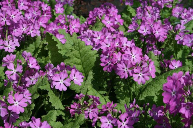 Flori perene - primulă japoneză | planteperene.ro