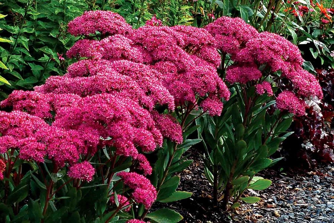 Flori perene - floare grasă | planteperene.ro