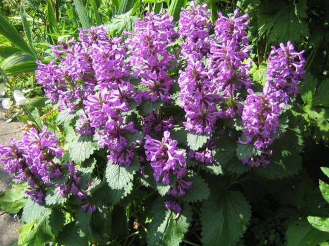 Flori perene - iarba tâlharului | planteperene.ro