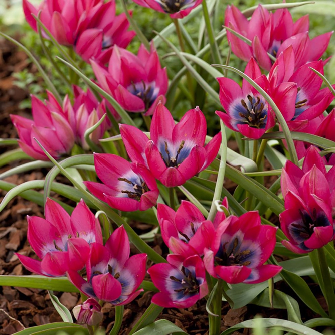 Flori perene - Lalea | planteperene.ro