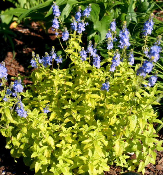 Flori perene - Veronica | planteperene.ro